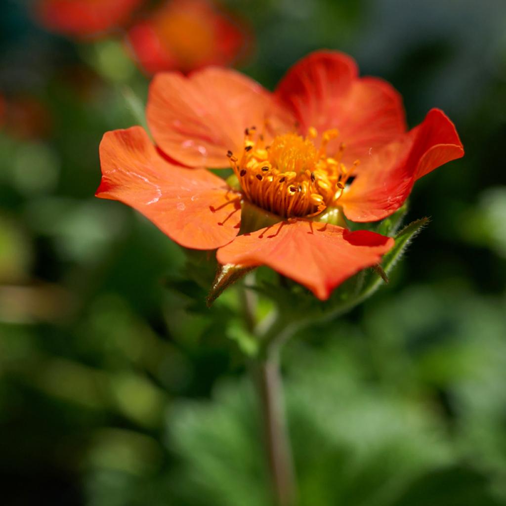Geum coccineum Koi - Benoîte naine à longue floraison orange vif