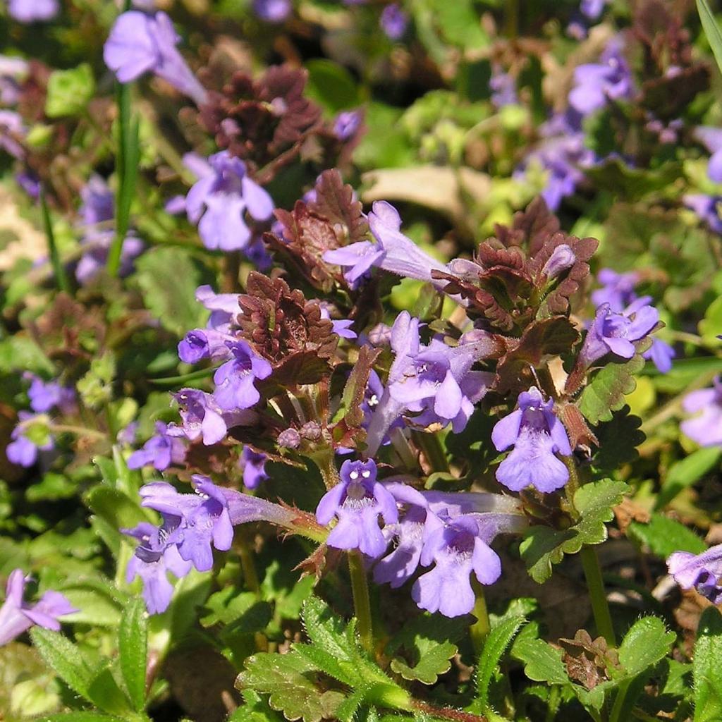 Glechoma hederacea - Lierre terrestre, plante vivace rampante à fleurs ...