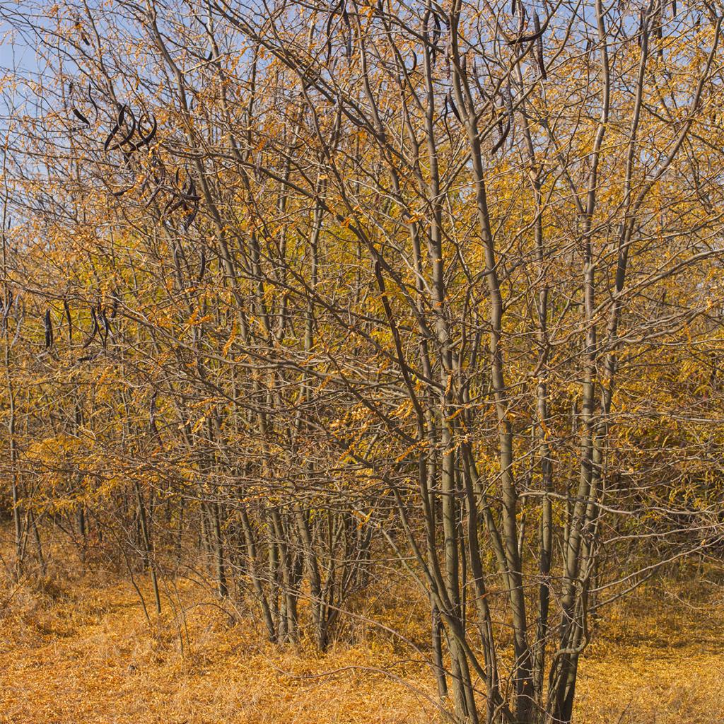 Gleditsia triacanthos Elegantissima - Févier d'Amérique inerme au port ...