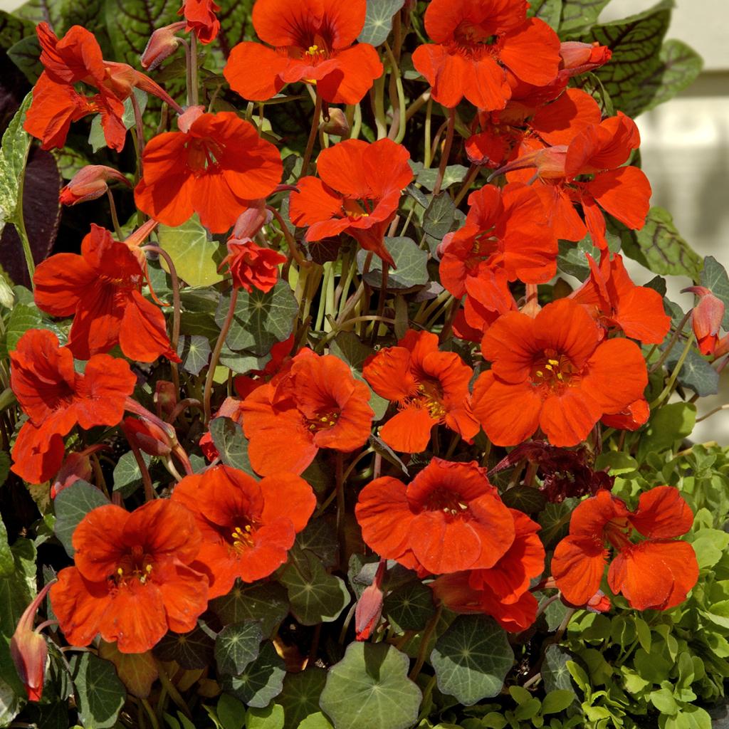 Graines de Capucine naine Empress of India BIO - Tropaeolum majus ...