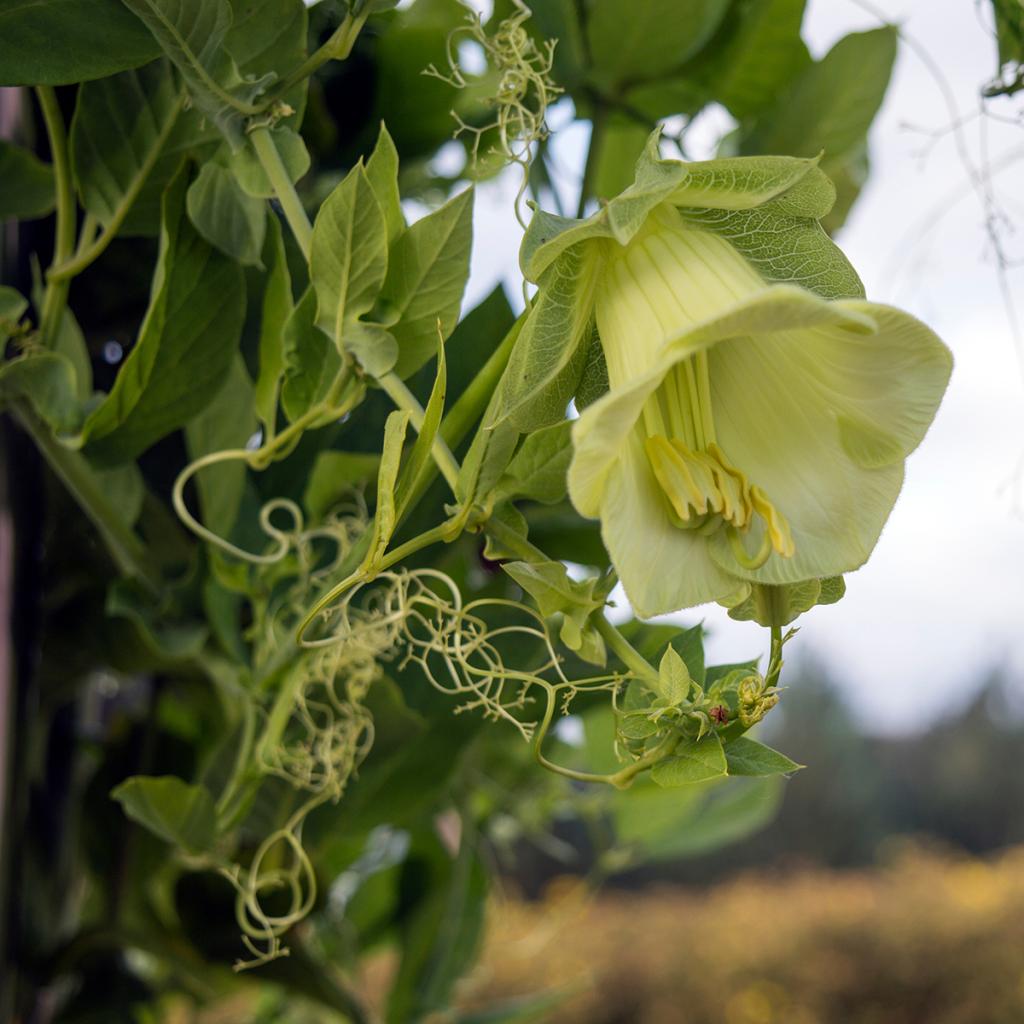 Cobée grimpante - Cobea scandens Alba