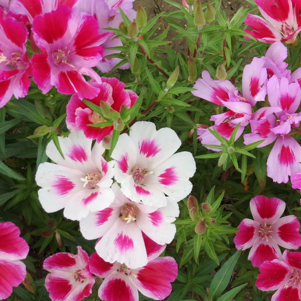 Godetia demi nain Whitneyi - Clarkia amoena - Graines d'annuelles aux ...