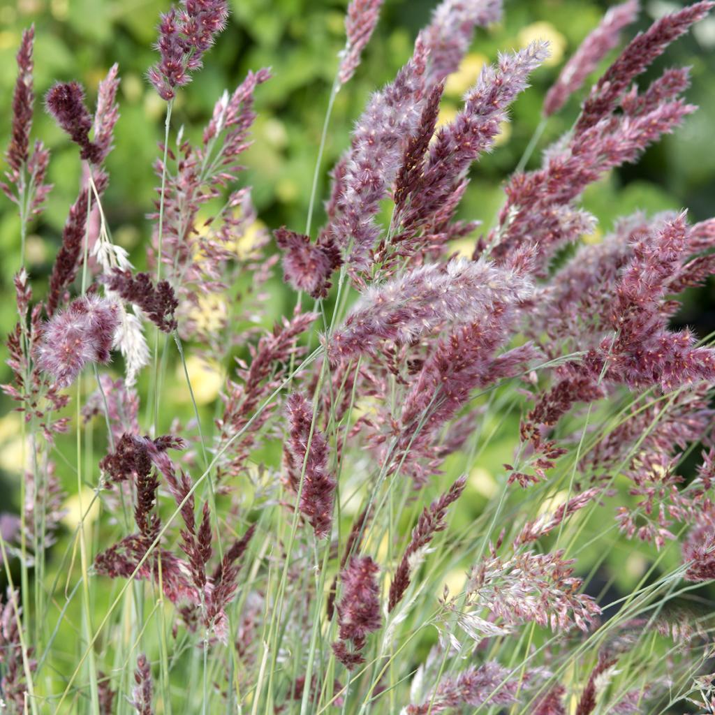 Melinis nerviglumis Karoo Queen - Graines - Graminée vivace aux ...