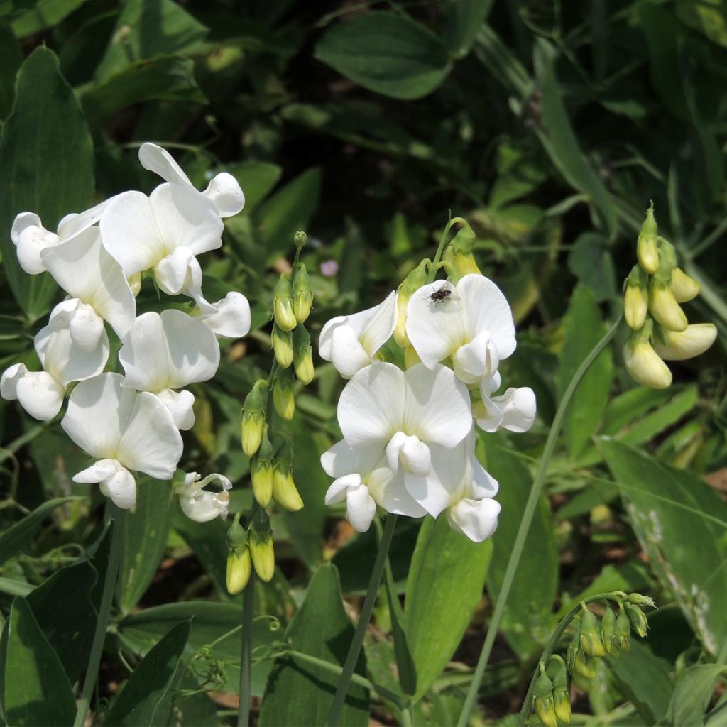 Lathyrus latifolius White Pearl - Pois de senteur vivace - Pois de ...