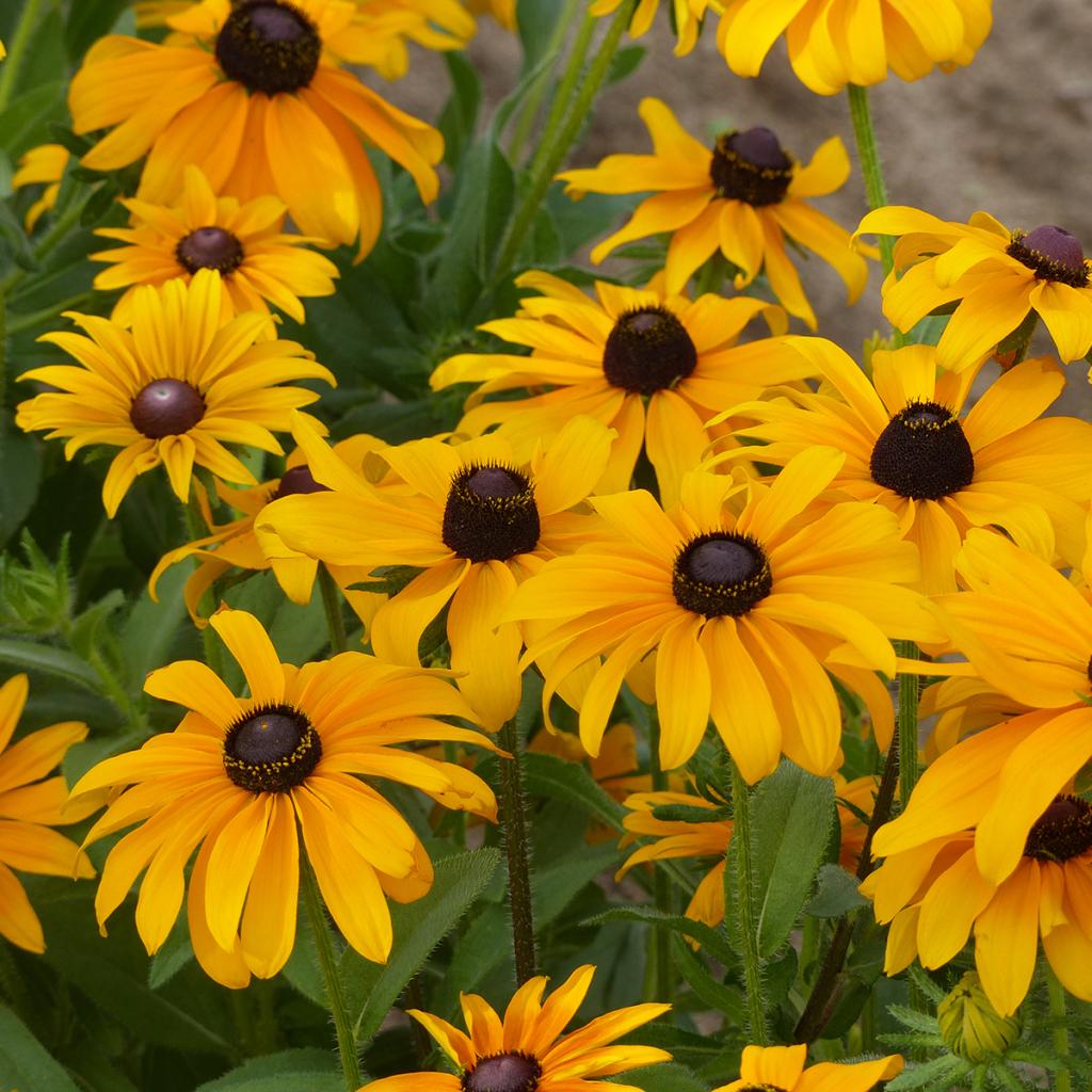 Rudbeckia hirta Marmelade - Annuelle haute à fleurs semi doubles jaune ...
