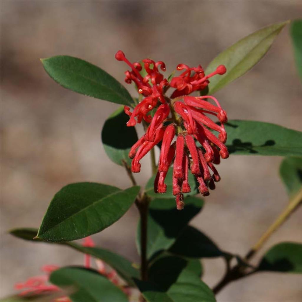 Grevillea rhyolitica - Arbuste persistant australien à fleurs rouge corail