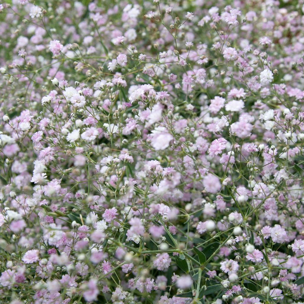 Gypsophile paniculé - Gypsophila paniculata Bristol Fairy - un grand ...