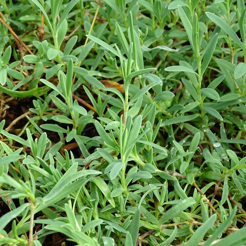 Gypsophila repens Rosa Schönheit - Gypsophile rampante à fleurs roses