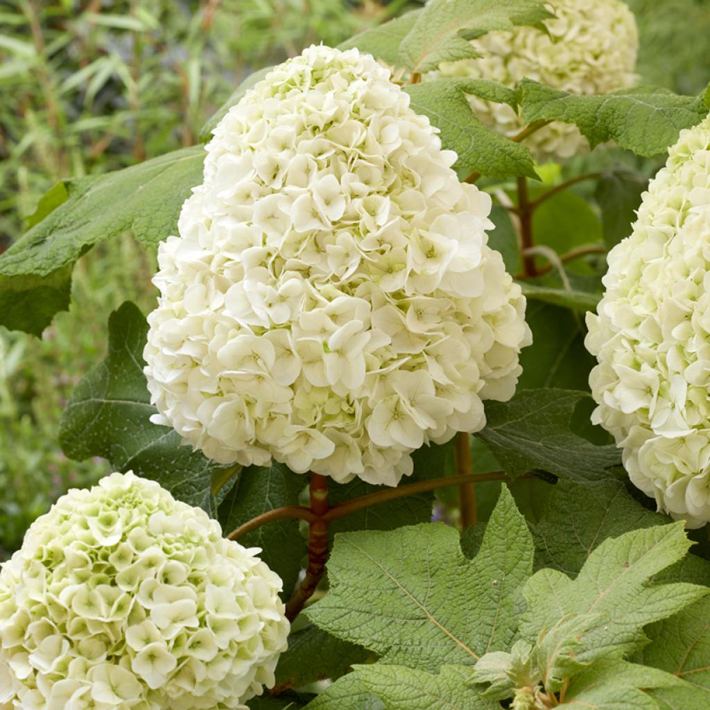 Hydrangea quercifolia Tara BIV01 - Hortensia à feuilles de chêne et panicules blancs