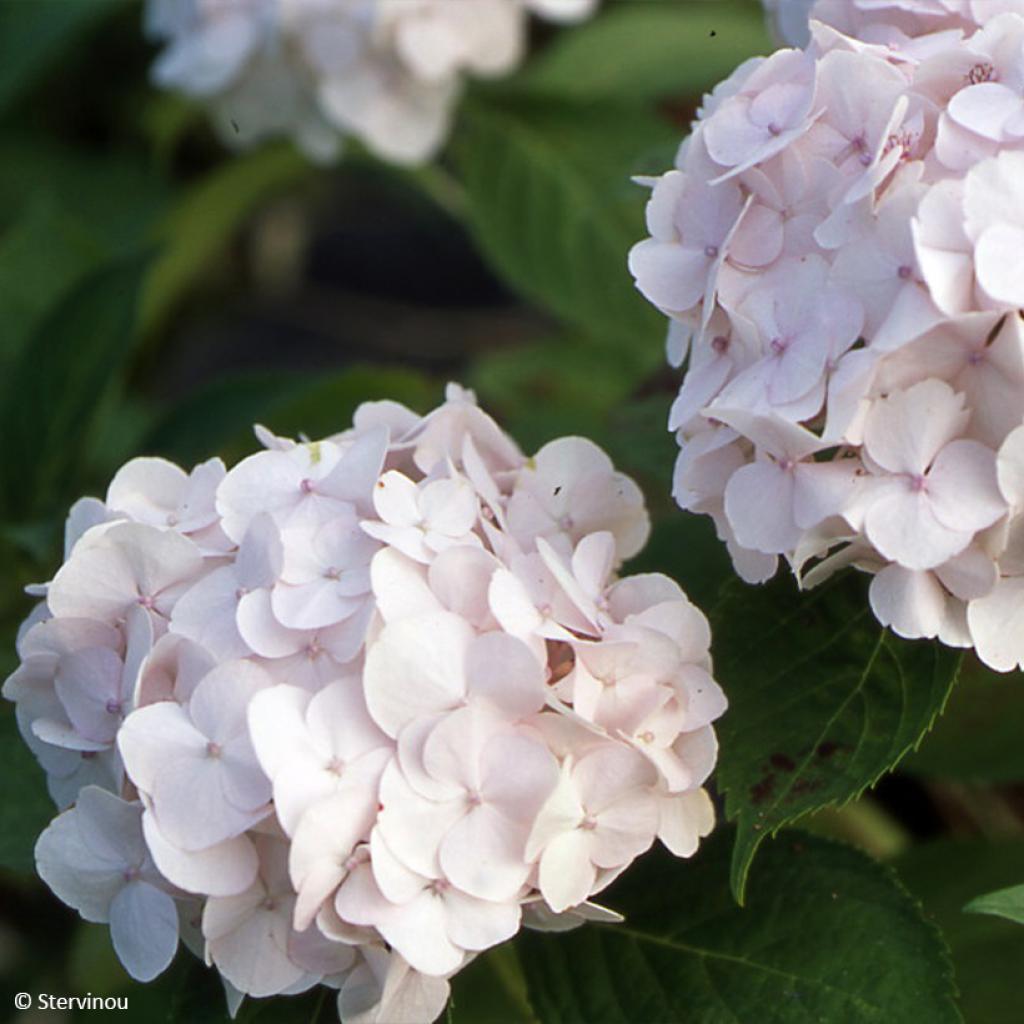 Hortensia Rahic - Hydrangea macrophylla blanc très florifère