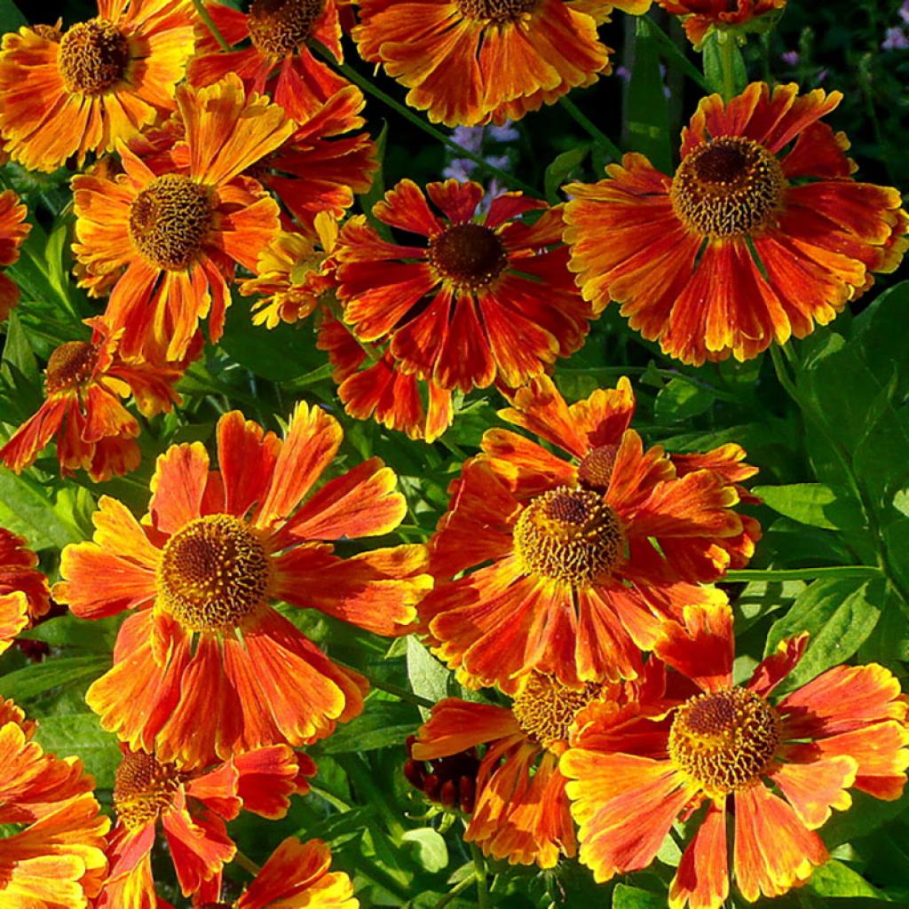 Helenium Waltraut - Hélénie - Vivace à marguerites orange vif