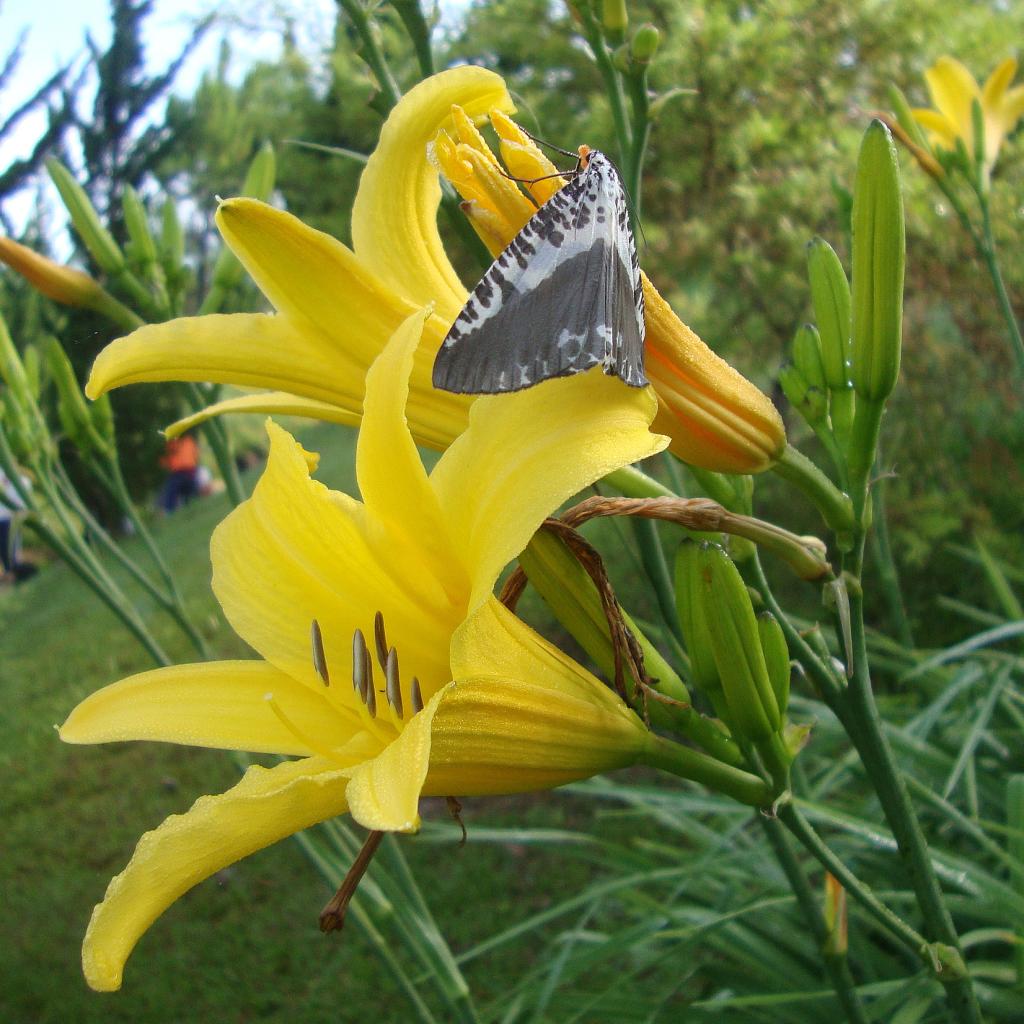 Hémérocalle jaune - Hemerocallis lilioasphodelus (flava)