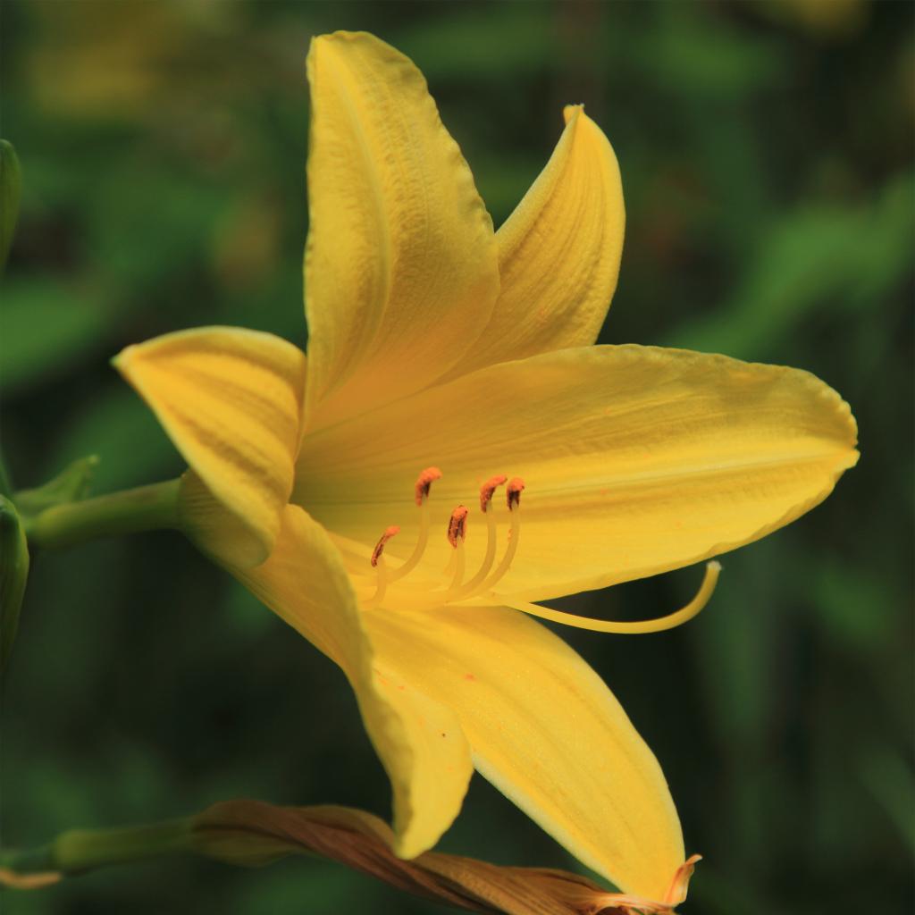 Hémérocalle jaune - Hemerocallis lilioasphodelus (flava)