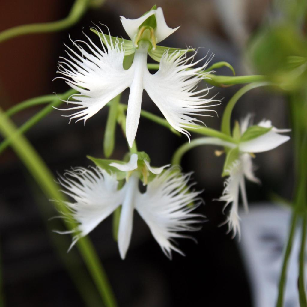 Habenaria radiata - Orchidée colombe- Orchidée aigrette - Une orchidée ...