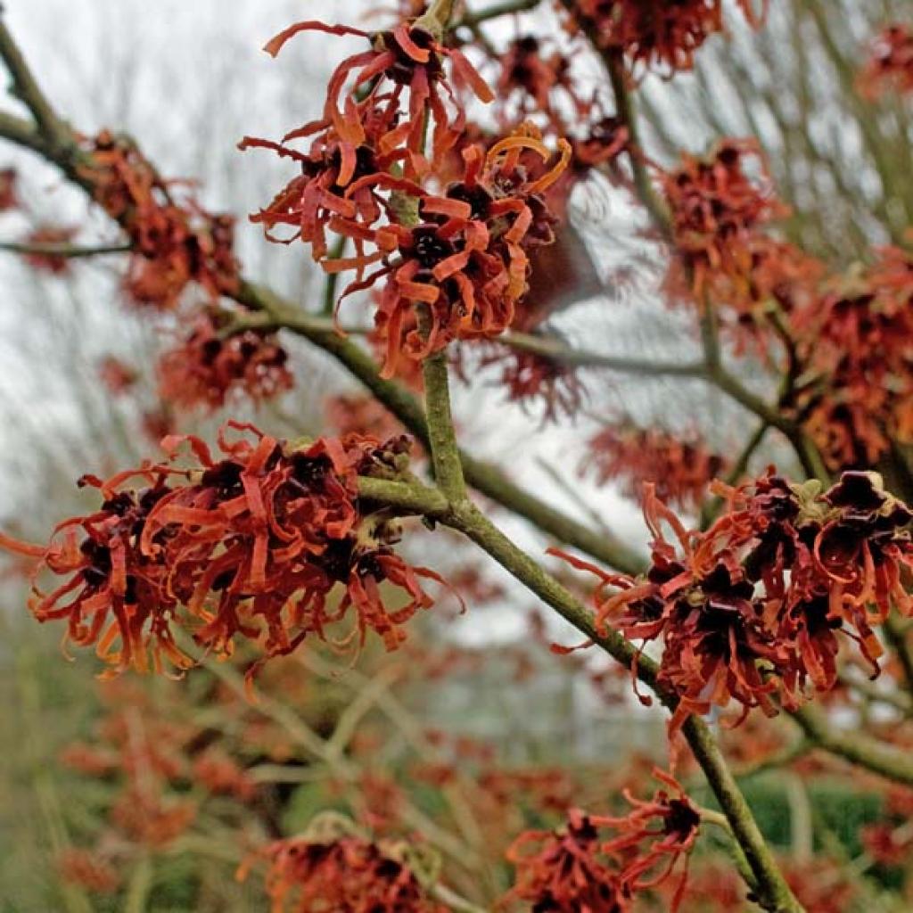 Hamamelis (x) intermedia Ruby Glow - Noisetier de sorcière à fleurs rouges