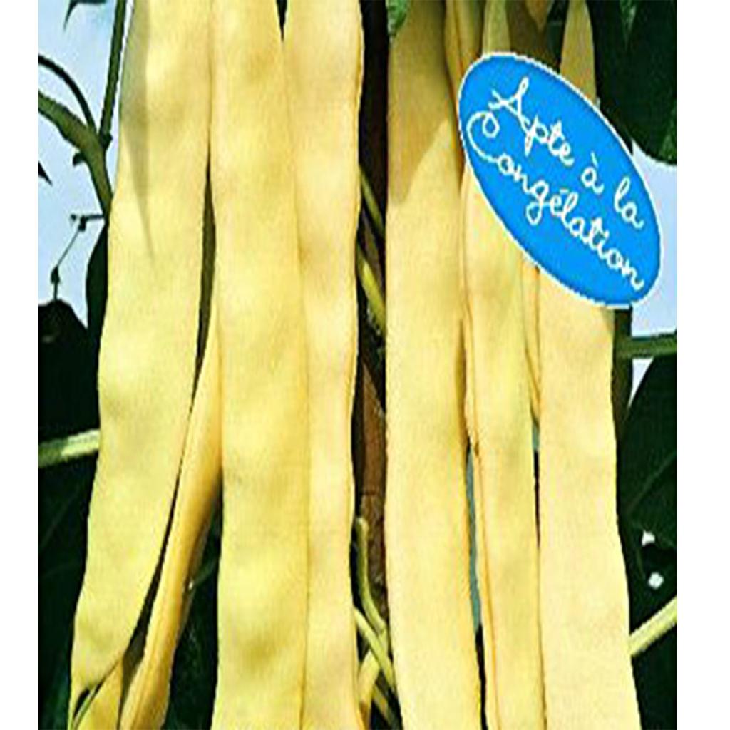 Haricot à rames beurre Or du Rhin ou Merveille de Venis - Graines potagères