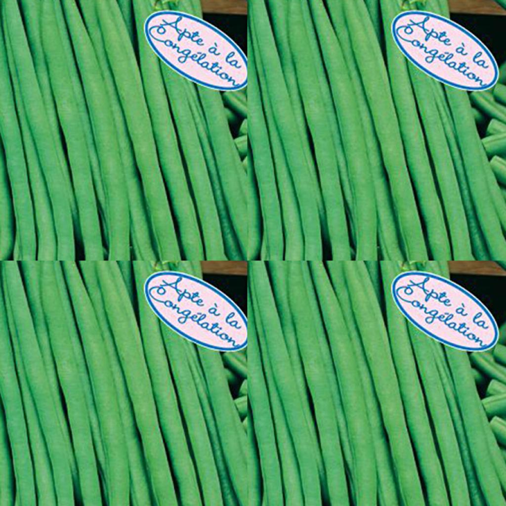 Haricot nain à filet Novirex - Graines potagères - Phaseolus vulgaris