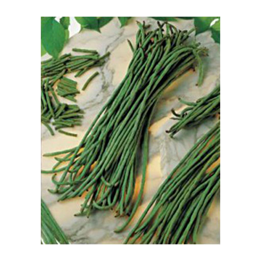 Haricot kilomètre à rames - Dolique - Graines - Vigna sesquipedalis