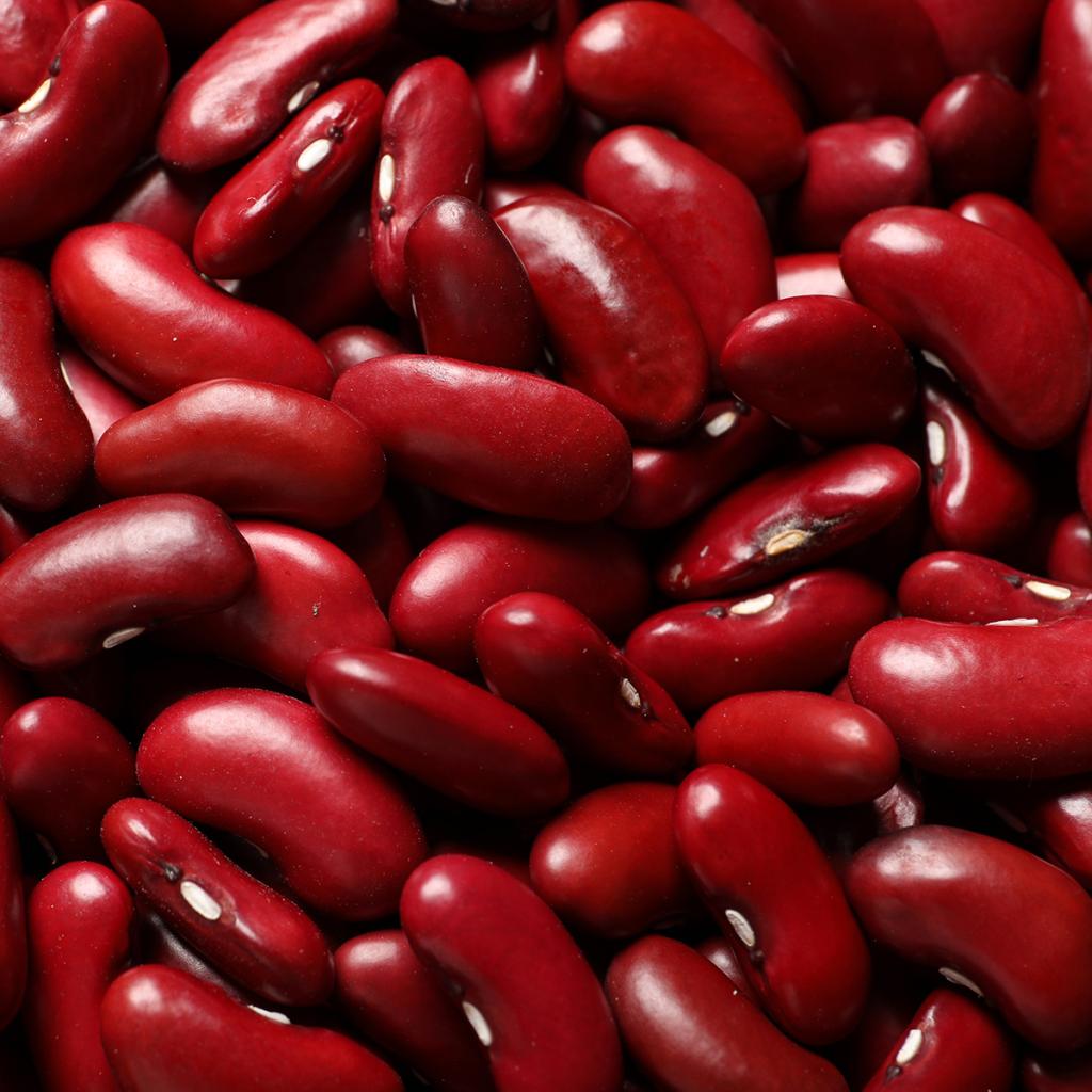 Haricot rouge nain Canadian Wonder - Plants potagers - variété de ...