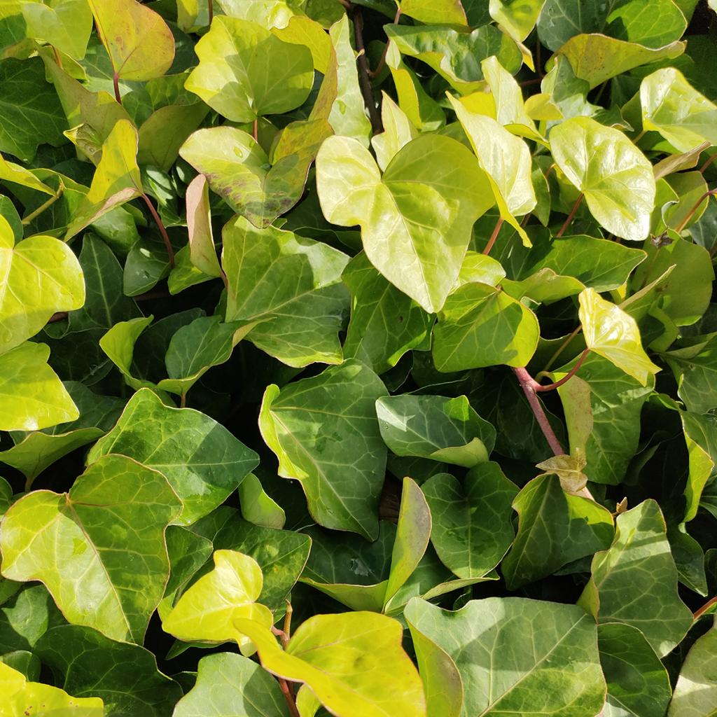 Hedera algeriensis - Lierre d'Algérie ou des Canaries - Couvre-sol ...
