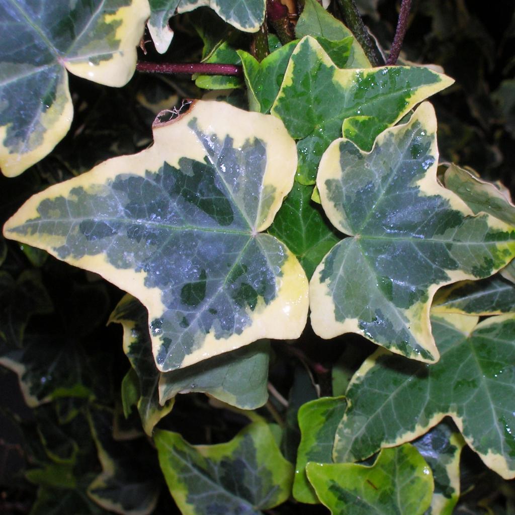 Hedera helix Goldchild - Lierre commun vert-gris panaché de jaune