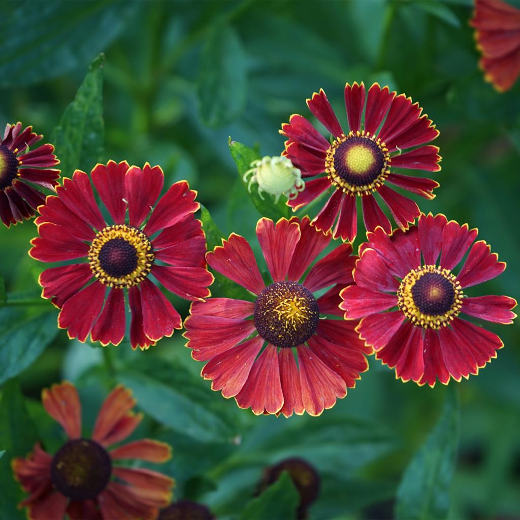 Helenium autumnale Helena Red Shades - Hélénie d'automne rouge bordée d'or