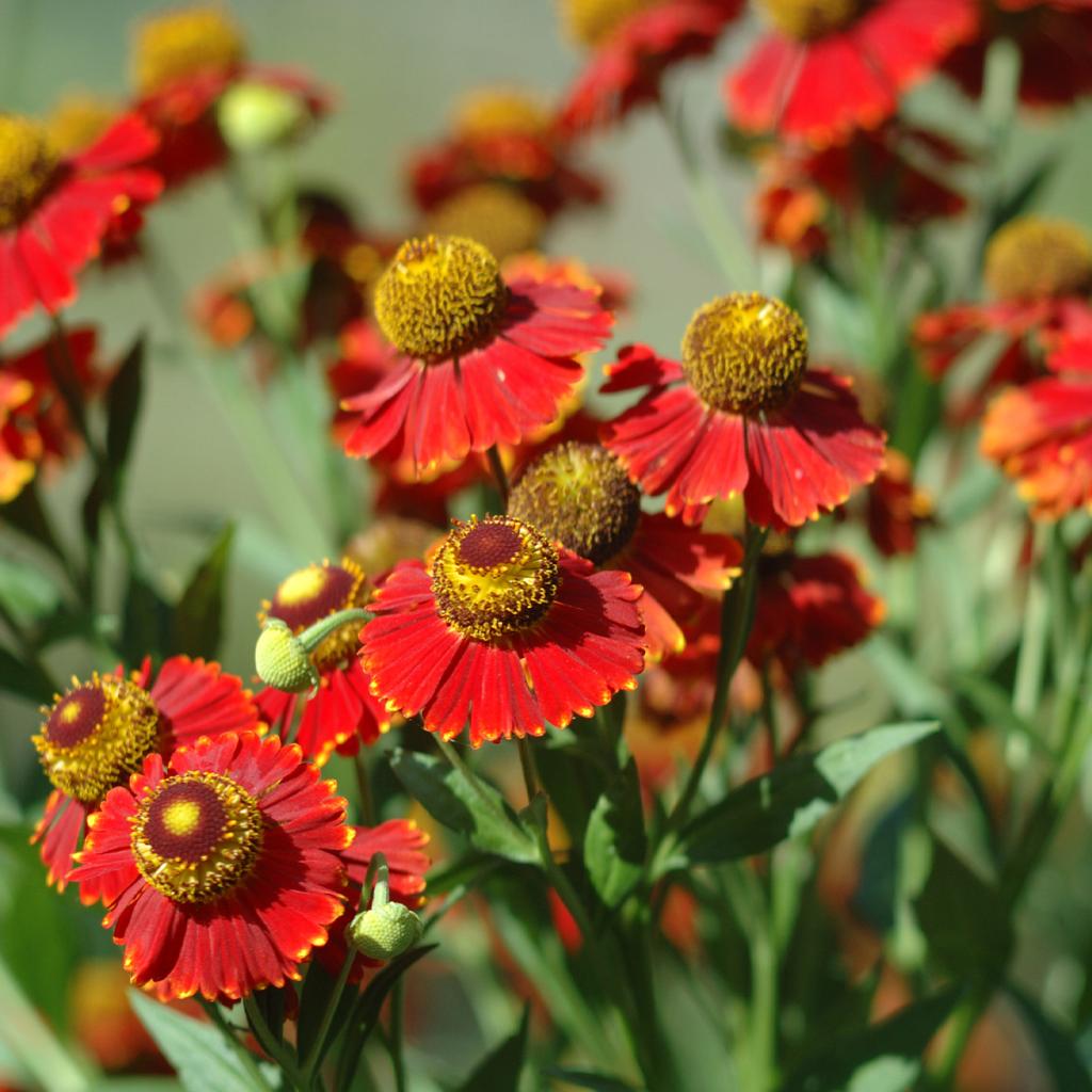 Helenium autumnale Helena Red Shades - Hélénie d'automne rouge bordée d'or