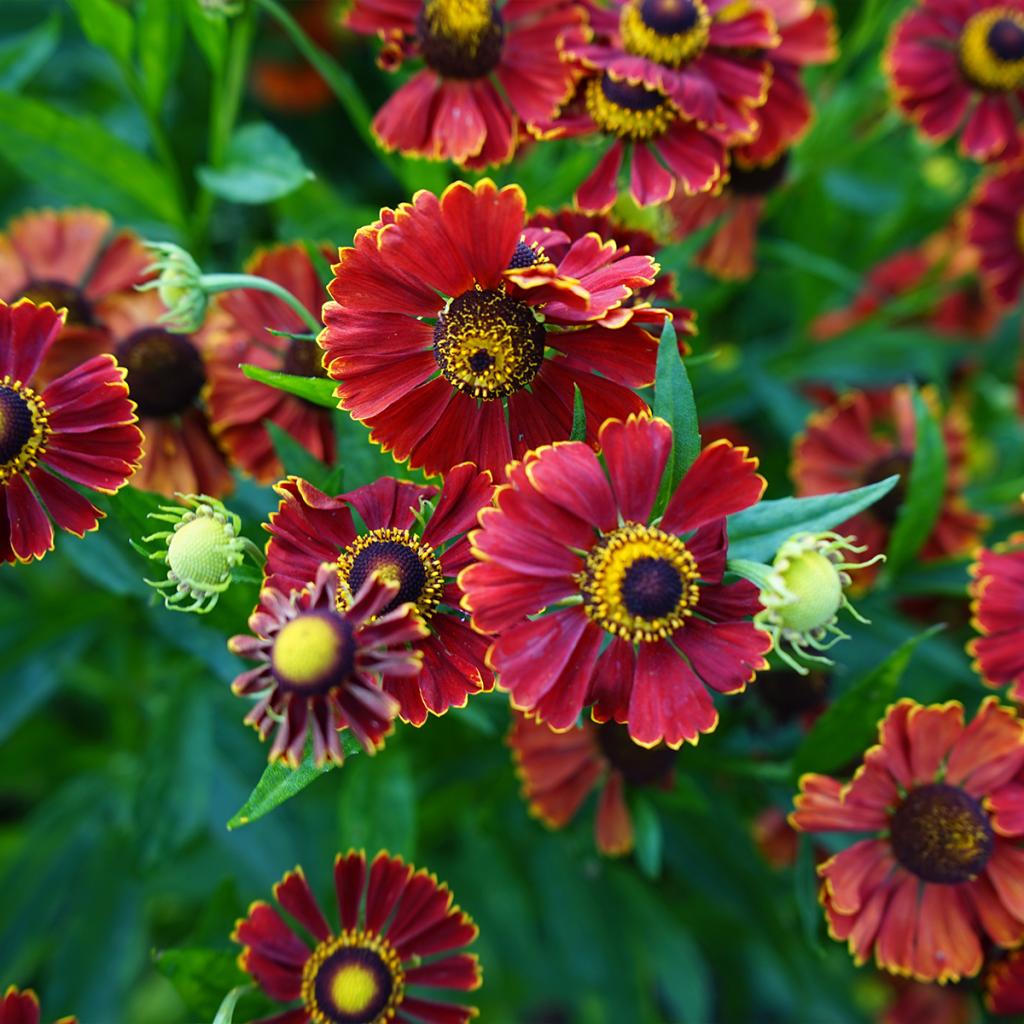 Helenium autumnale Helena Red Shades - Hélénie d'automne rouge bordée d'or