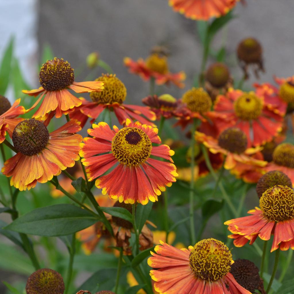 Helenium autumnale Helena Red Shades - Hélénie d'automne rouge bordée d'or
