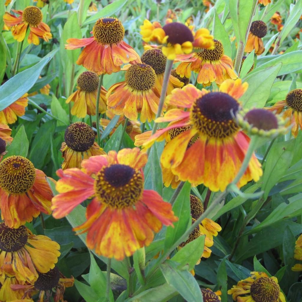 Helenium Sahin's Early Flowerer - Hélénie multicolore