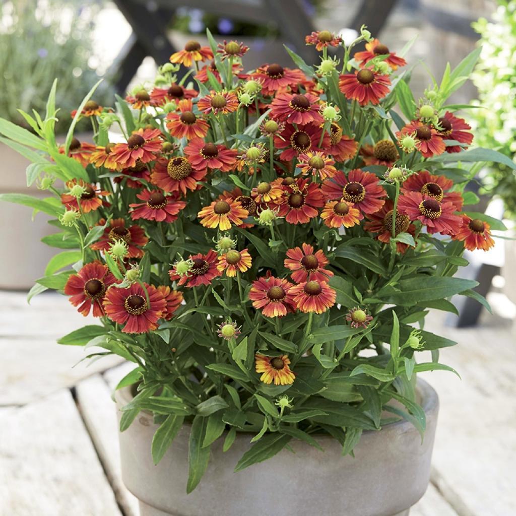 Helenium Strawberry Sundae - Hélénie compacte jaune, orange et rouge ...