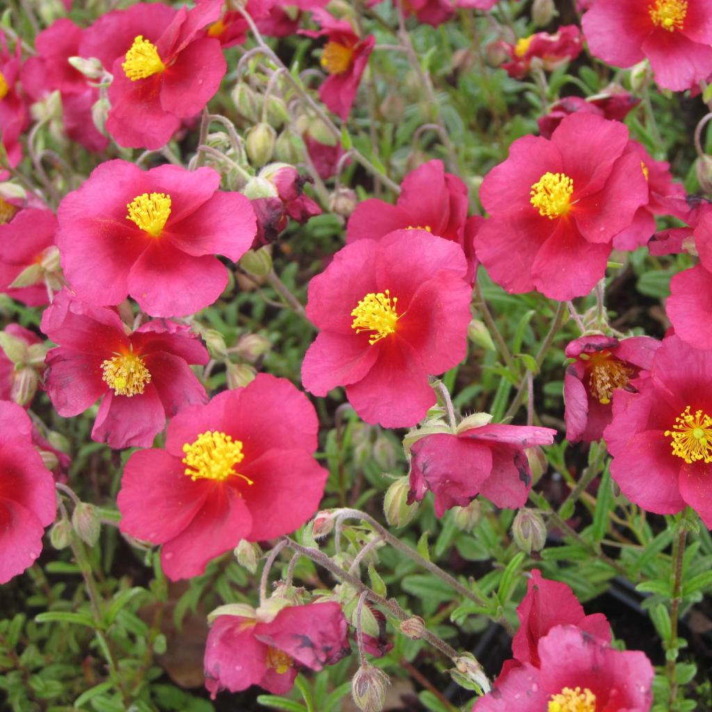 Helianthemum Hartswood Ruby - Hélianthème rouge framboise et rubis