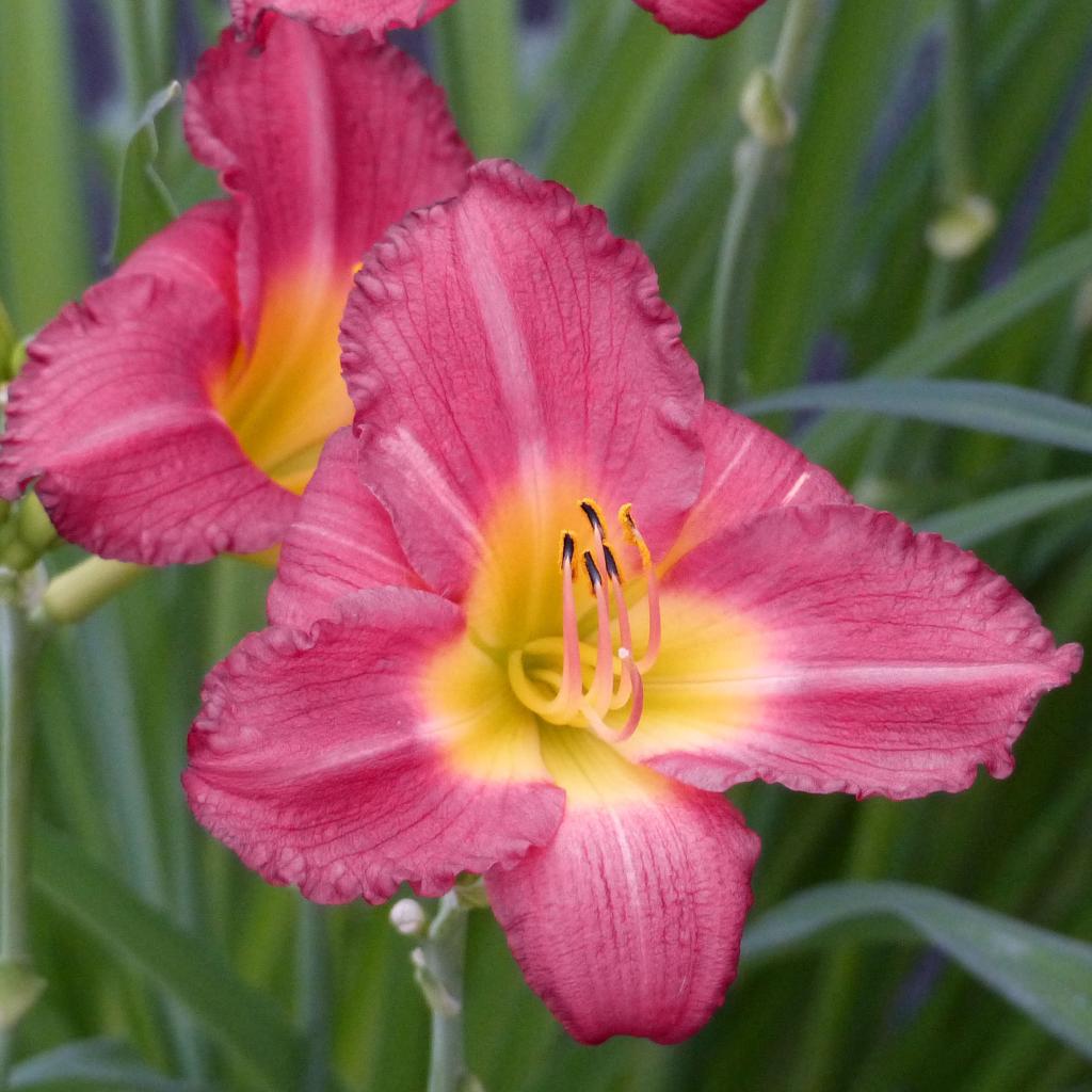 Hémérocalle Everydaylily Red Ribs - Hemerocallis compacte, très ...