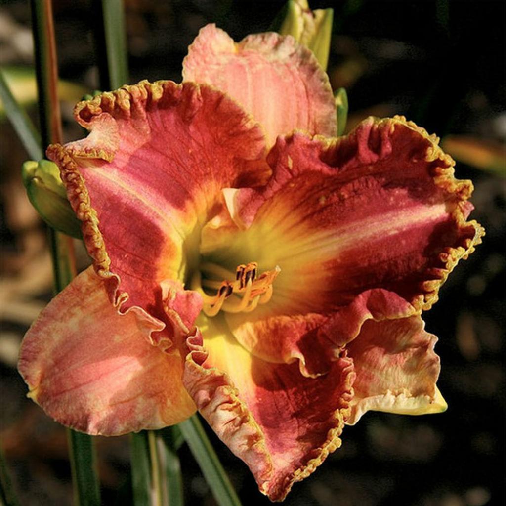 Hémérocalle Ida s Magic - Hemerocallis rose ambré, bordure jaune.