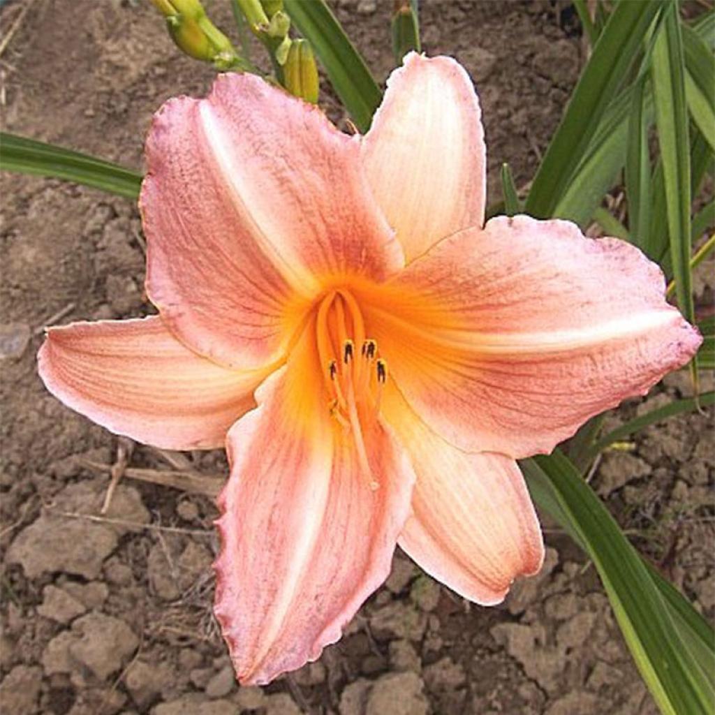 Hémérocalle Insenescence - Lis d'un Jour aux fleurs orangé, rosé