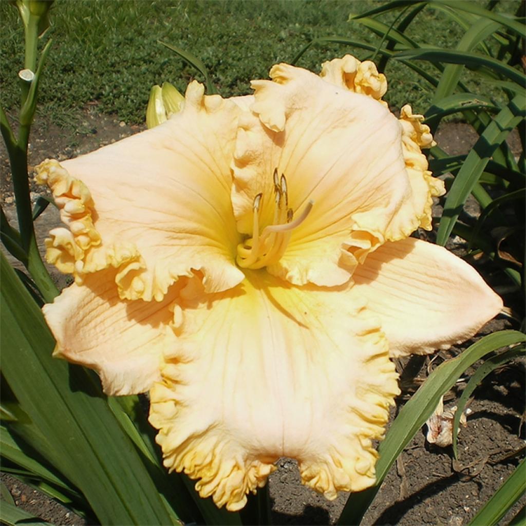 Hémérocalle Enchanted Forest - Hemerocallis aux grandes fleurs jaune ...