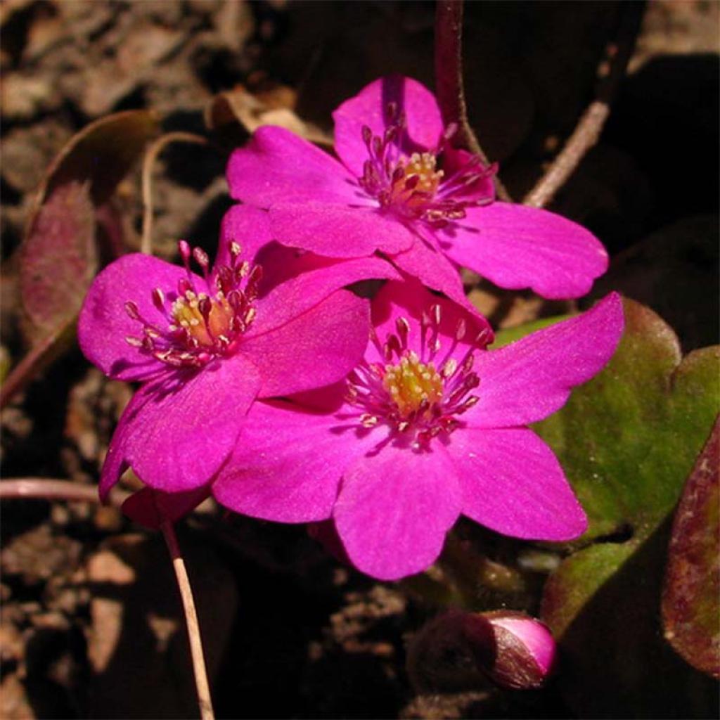Hepatica nobilis Red Forest- Hépatique hybride à fleurs magenta.