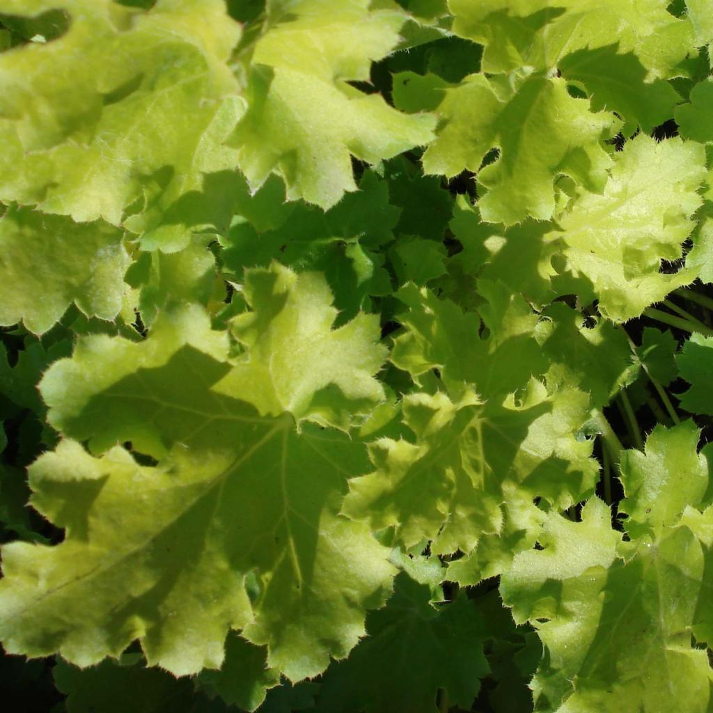 Heuchère Lime Rickey - Heuchera - Un feuillage vert acide, remarquable
