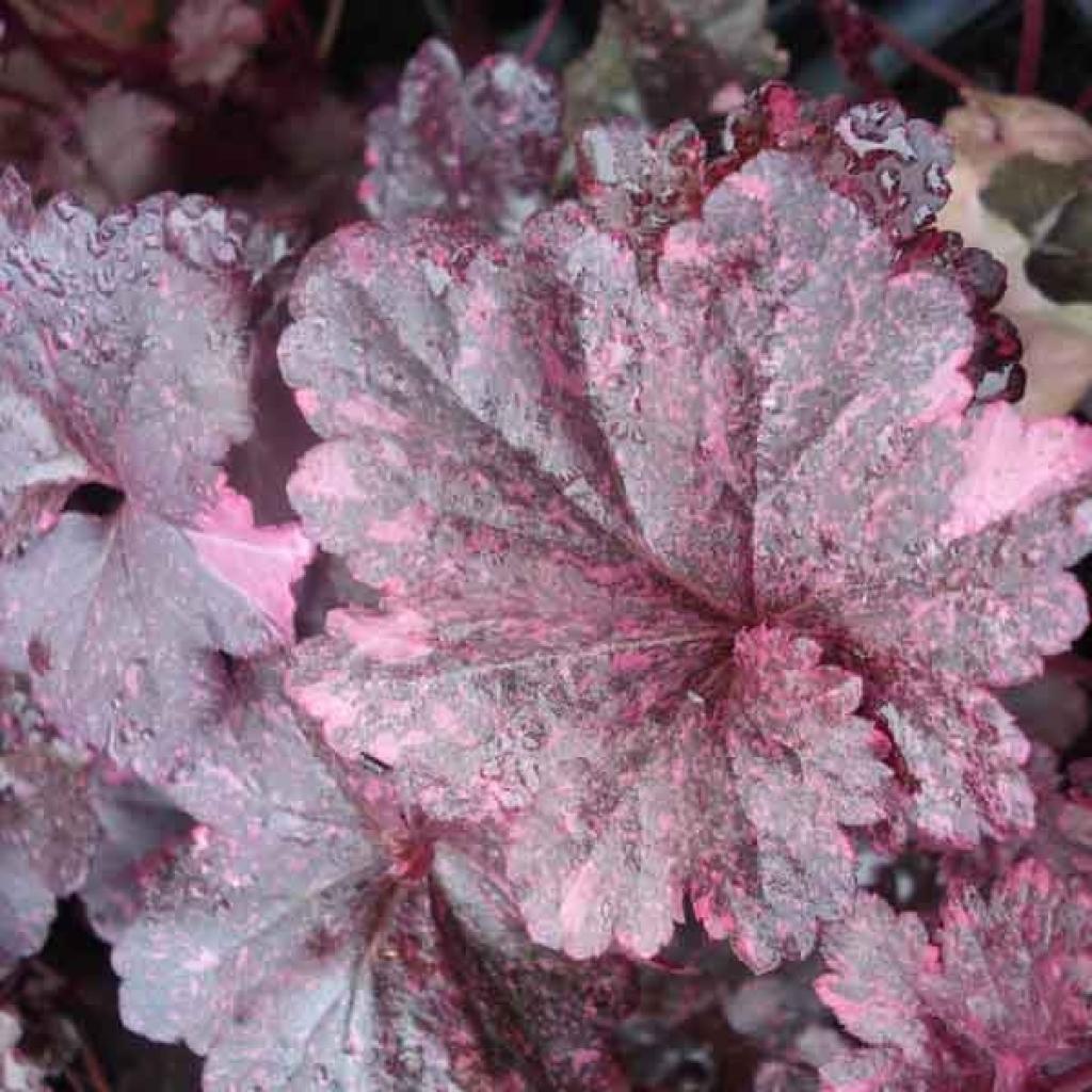 Heuchère Midnight Rose - Heuchera - Un feuillage pourpre marbré de rose