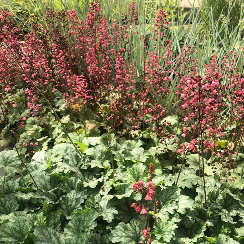 Heuchère Paris - Heuchera à feuillage marbré d'argent et des fleurs ...