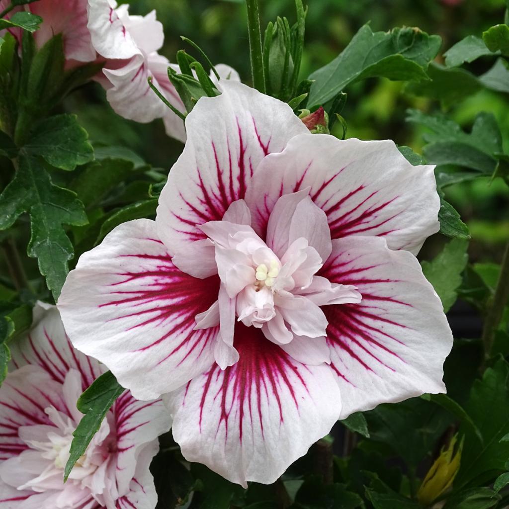 Hibiscus syriacus Starburst Chiffon - Althéa aux fleurs rose tendre