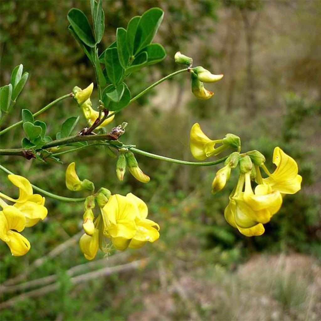 Coronilla emerus - Coronille des jardins, arbrisseau à floraison jaune vif