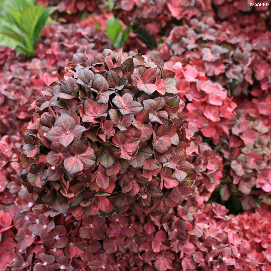 Hydrangea macrophylla Chocolate Ever Belles Hokomachoko - Hortensia ...