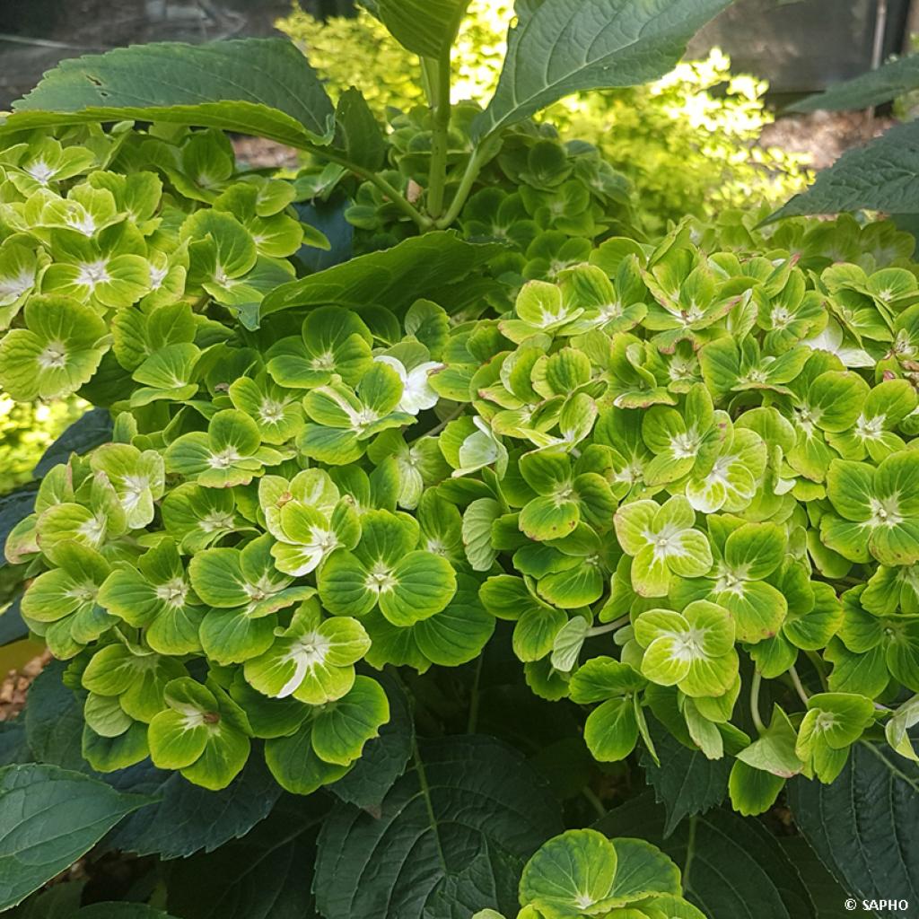 Hydrangea macrophylla Green Ever Belles - Hortensia boule aux fleurs vertes
