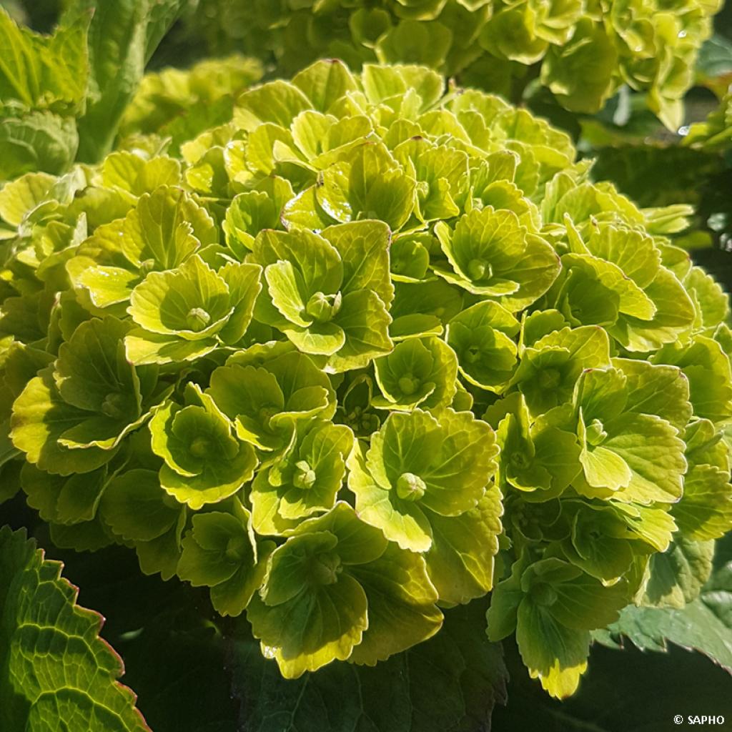 Hydrangea macrophylla Green Ever Belles - Hortensia boule aux fleurs vertes