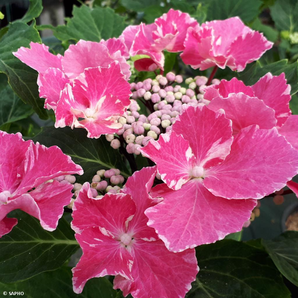 Hydrangea macrophylla So Long Aya - Hortensia aux fleurs frisées roses ...