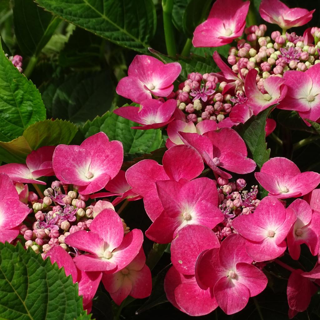 Hydrangea macrophylla Teller Red - Hortensia à têtes plates rouges