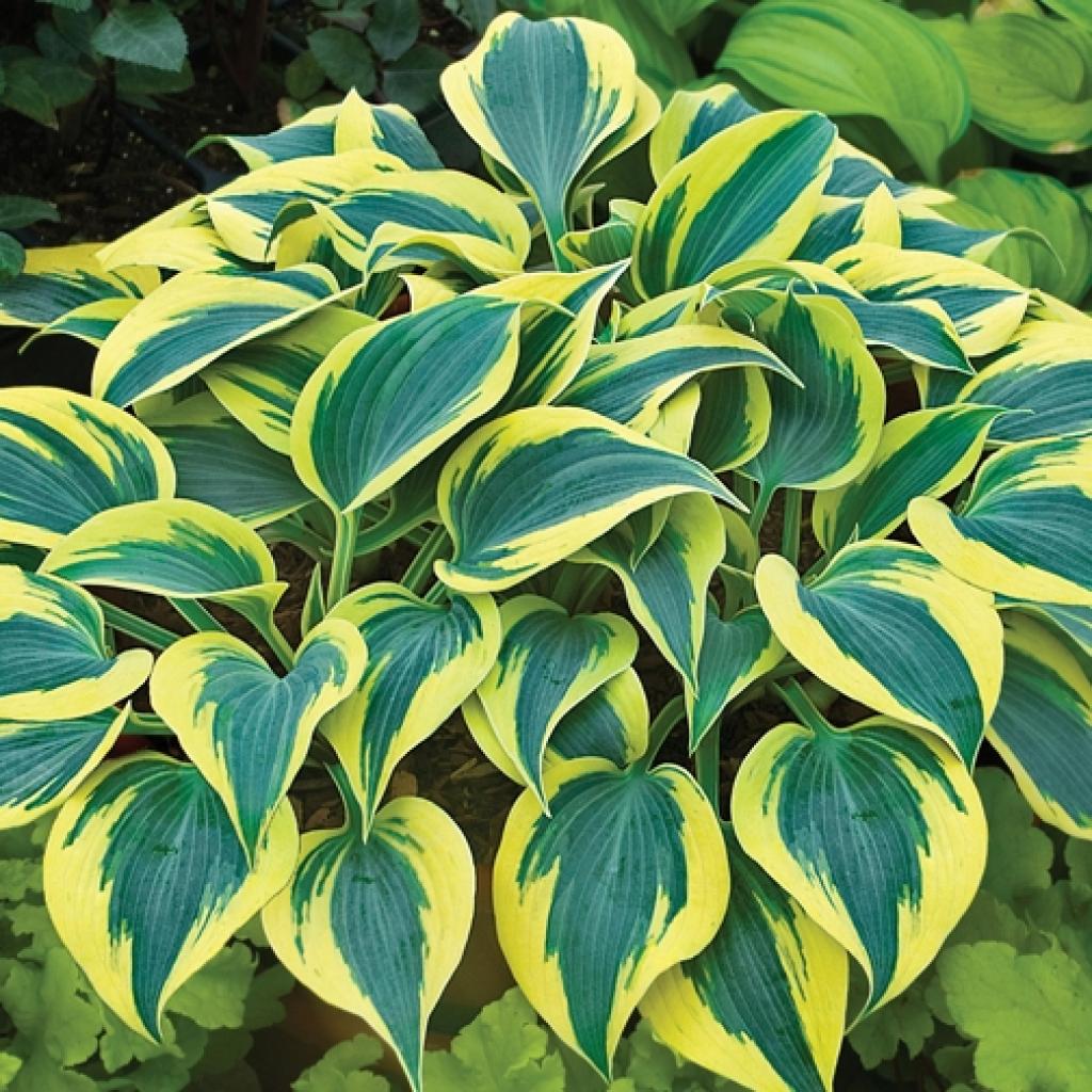 Hosta Autumn Frost - Variété moyenne aux feuilles vert bleuté à large ...
