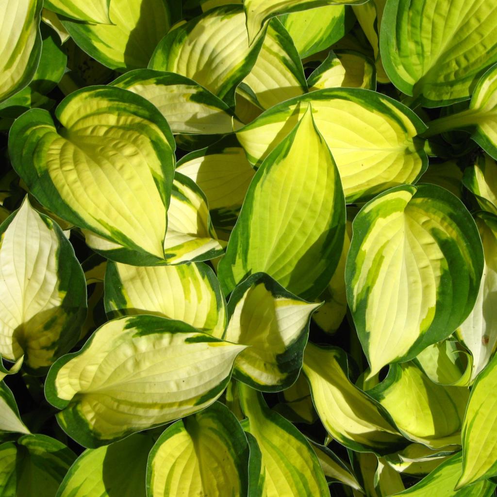 Hosta Color Festival - Variété moyenne aux épaisses feuilles en ovales ...