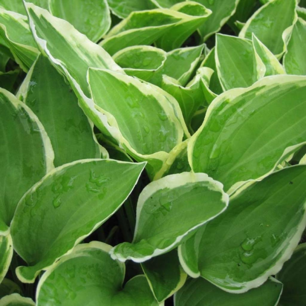 Hosta Diamond Tiara - Un feuillage ondulé, vert clair marginé de blanc